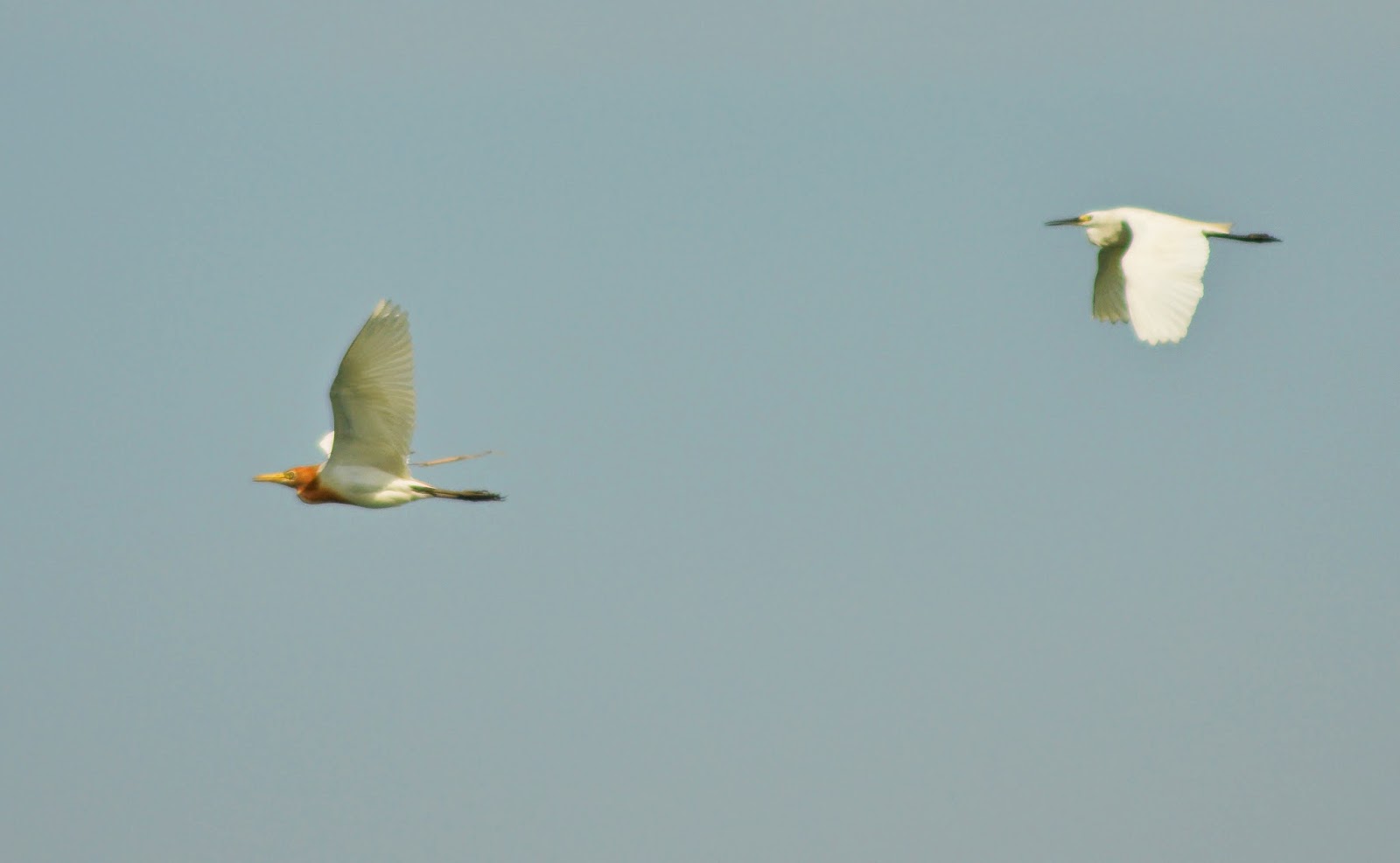 Macropocket: Pulau Rambut