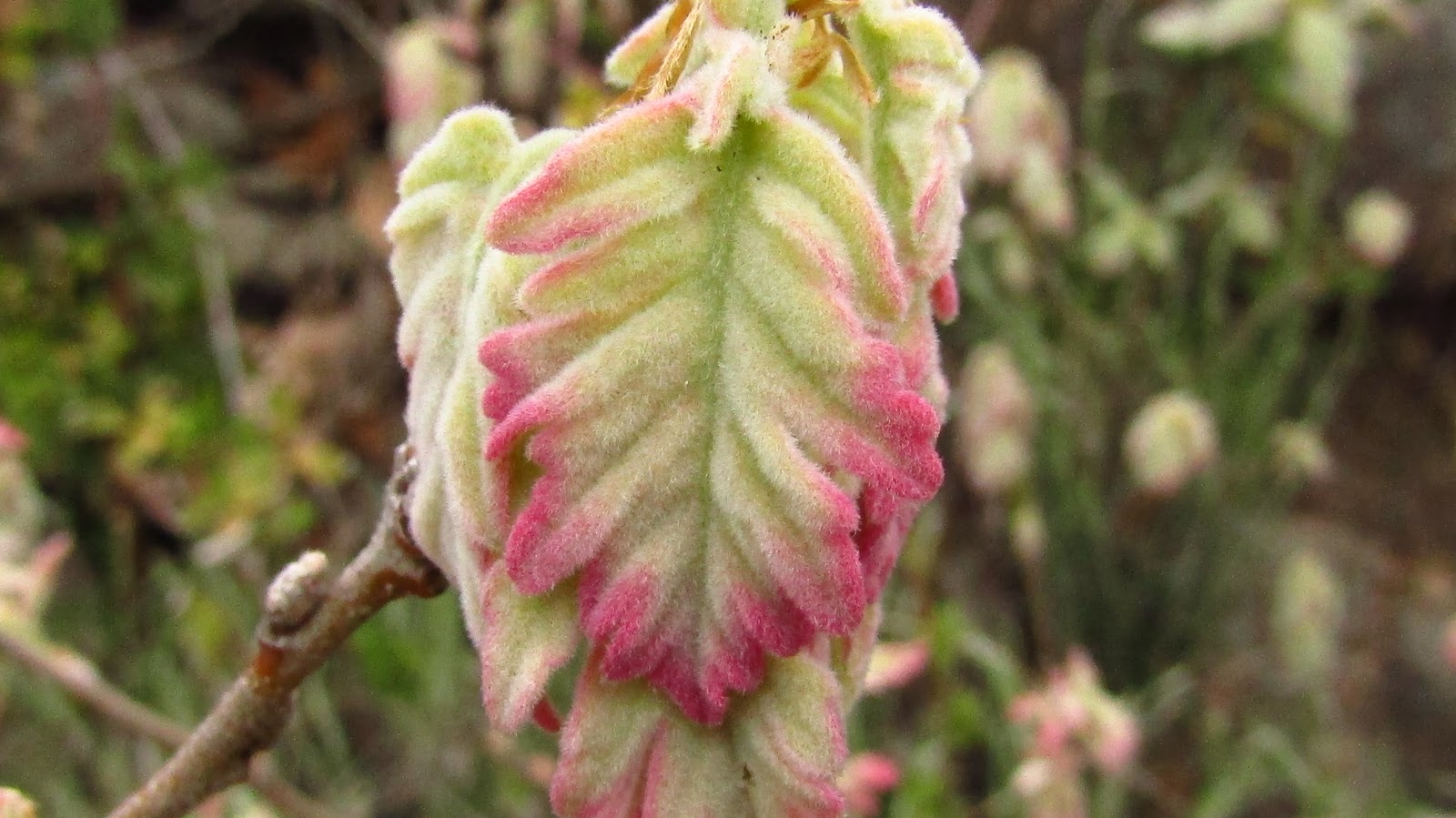 LA FINCA SALVAJE: HOJA ROBLE, ROSA SALVAJE.