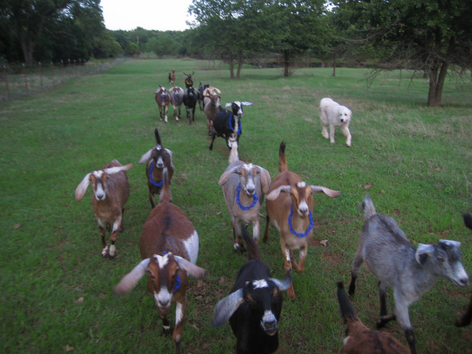 Living on this farm: Walks with goats