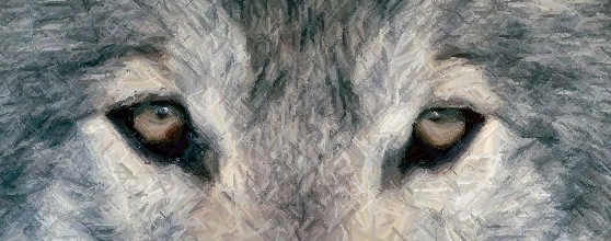 Wilde Wolven Nederland (WWN): Wolf erg dichtbij Nederland (2013)