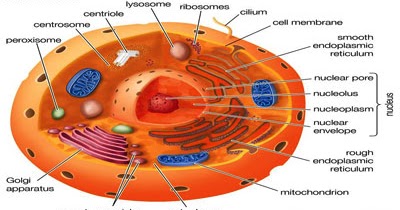 Sitoplasma Struktur Bagian - Bagian Sel Dan Fungsi - Biologisites