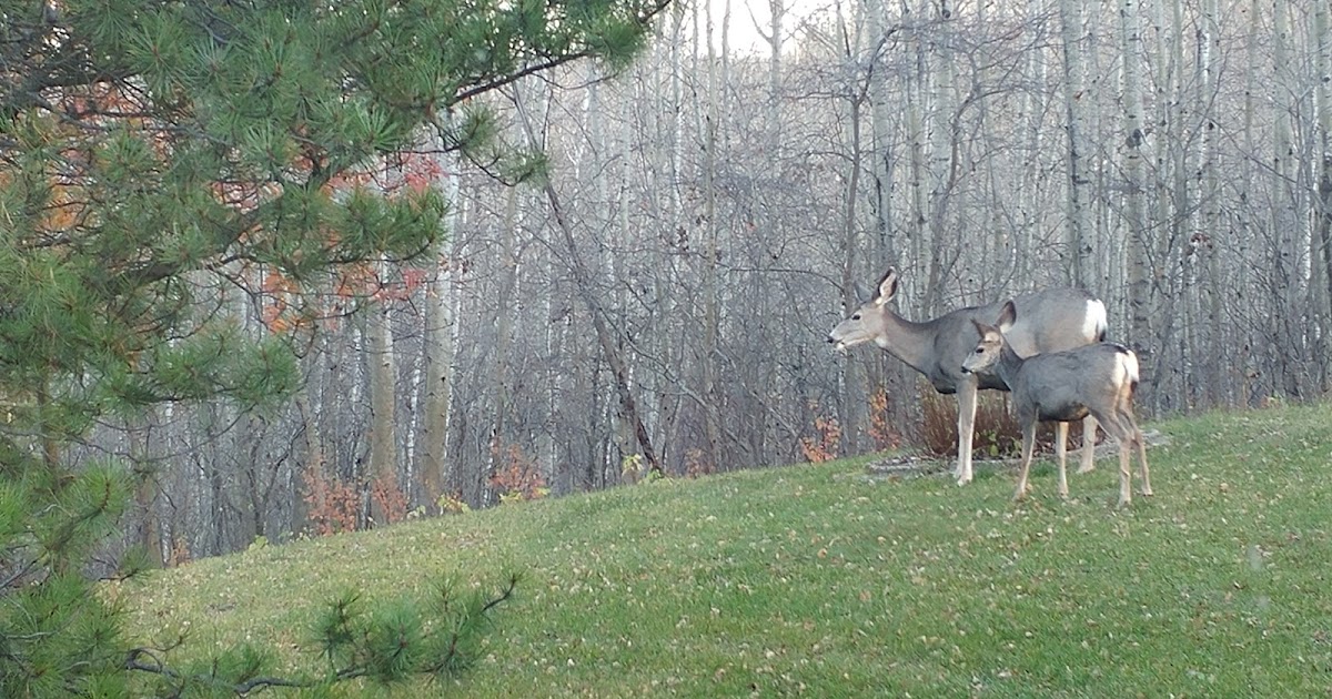 The 55th Parallel: Snow!