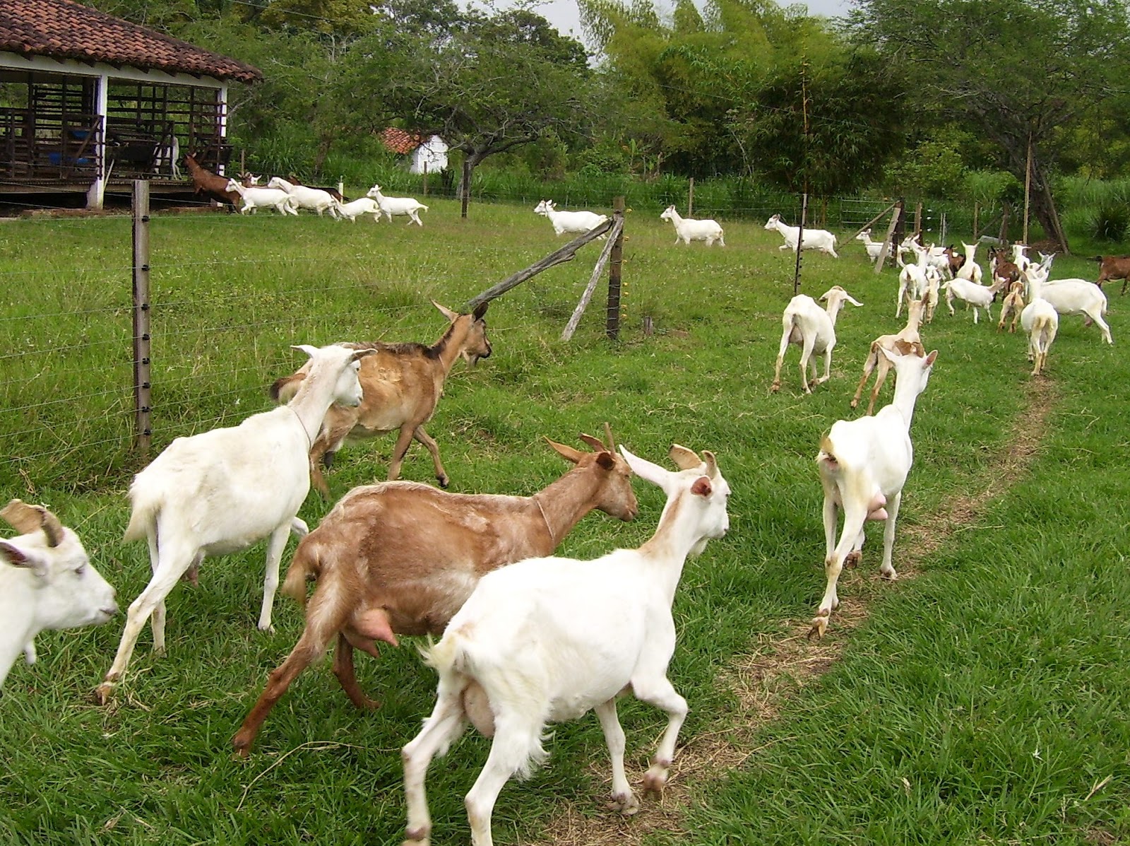 CABRITA: SISTEMA DE CRIANZA Y MANEJO