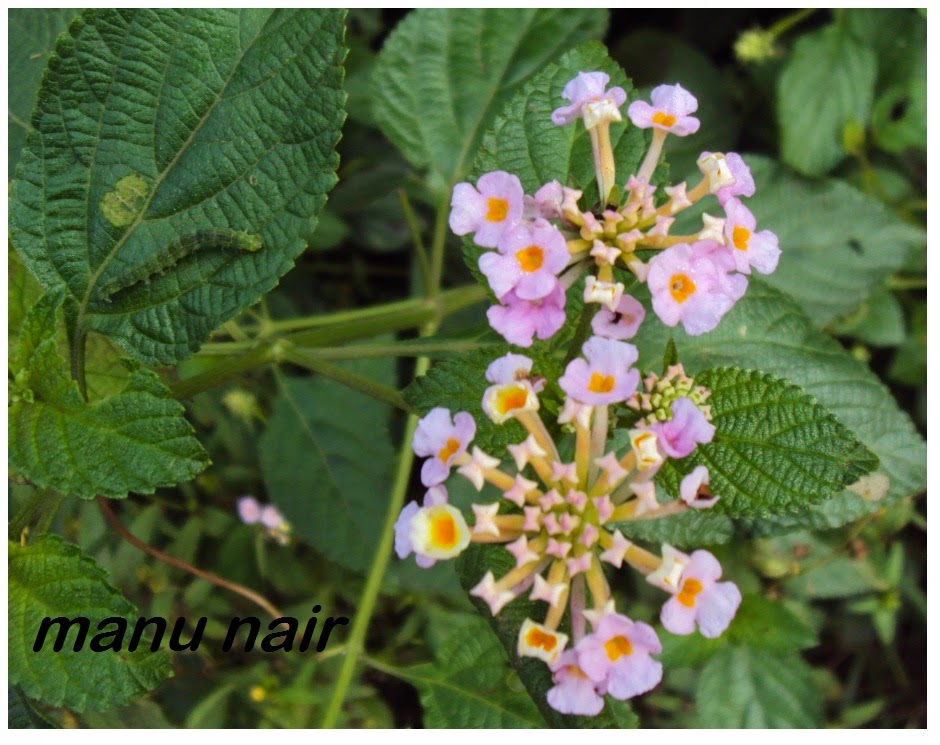 papanasini: ARIPOO CHEDI ( അരിപ്പൂച്ചെടി )