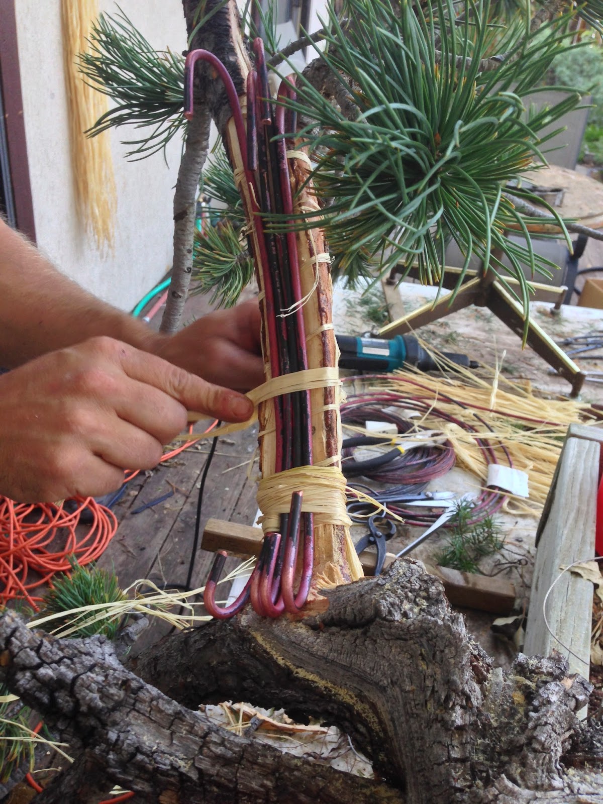 Branch Work: Branch and trunk bending techniques