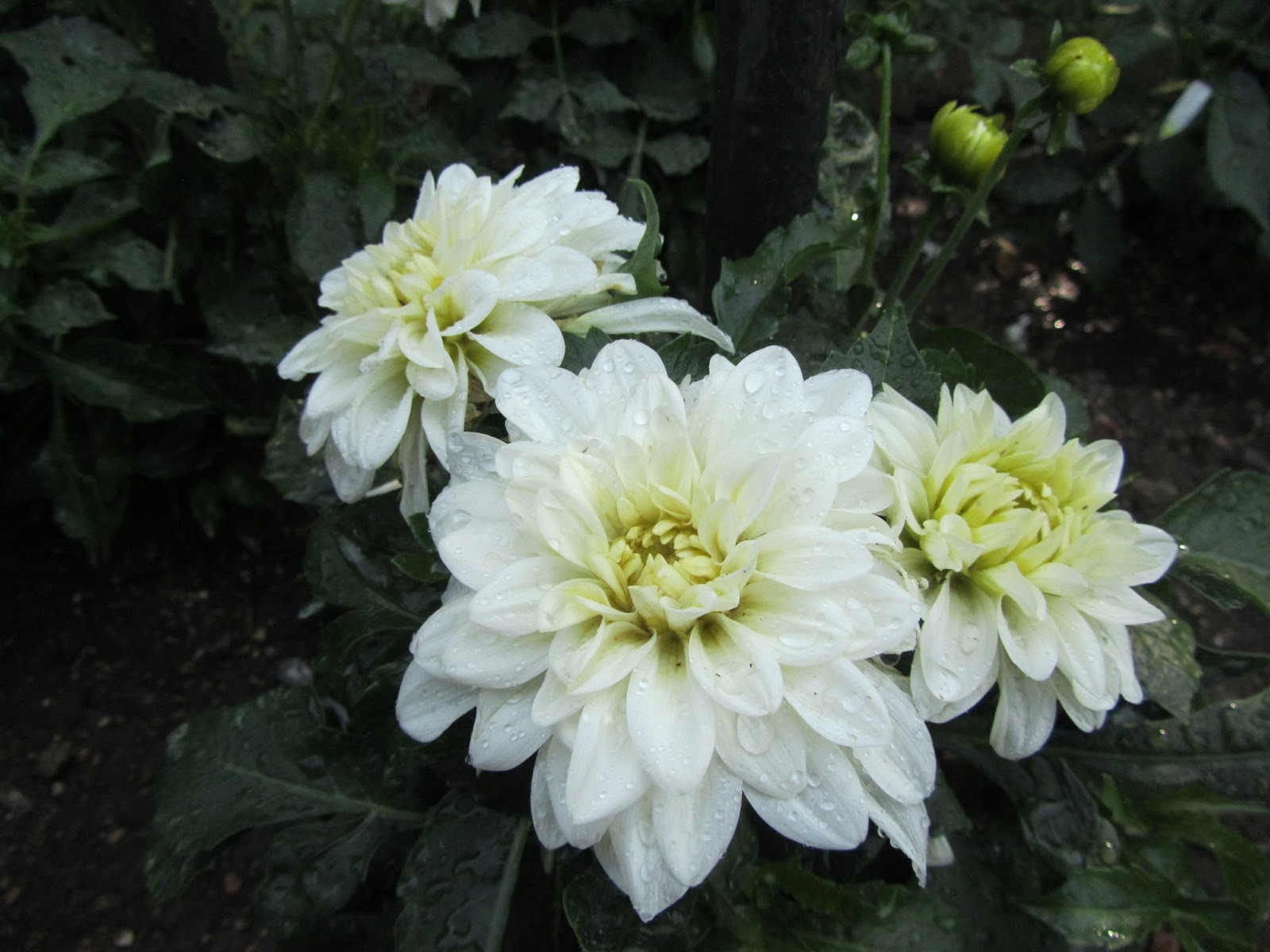 Come Piantare i Bulbi delle Dalie (Dahlia spp.) ? Come Si Coltivano ...