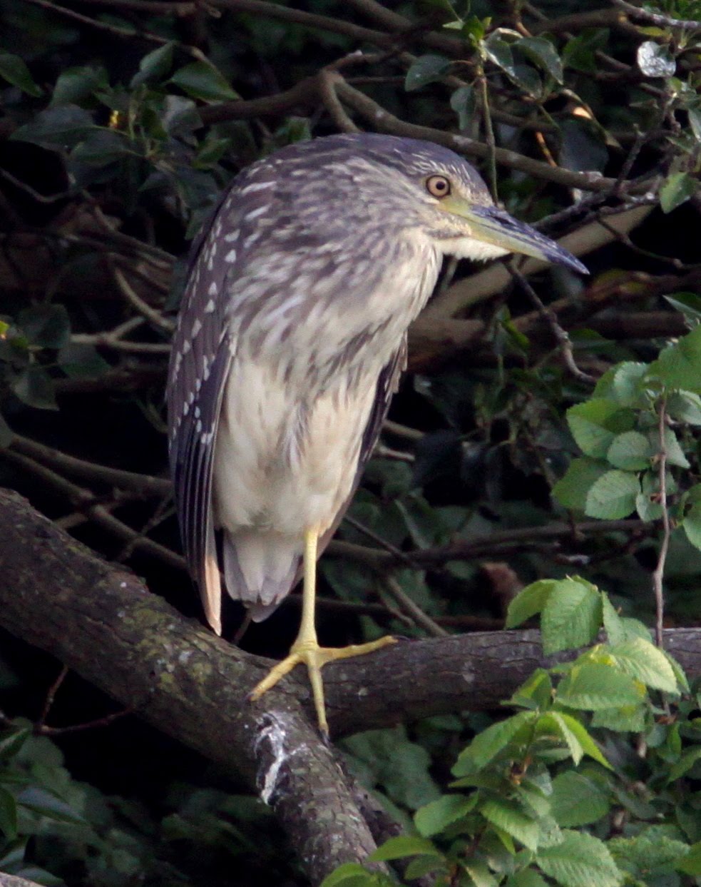 Heron Wildlife | The Wildlife