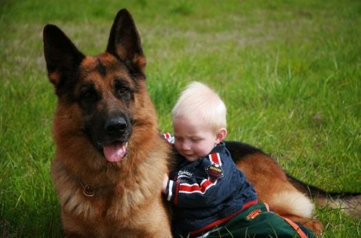 GERMAN SHEPHERD DOG GREEK FANS: ΤΙ ΠΡΕΠΕΙ ΝΑ ΣΚΕΦΤΩ ΠΡΙΝ ΑΠΟΦΑΣΙΣΩ ΝΑ ...