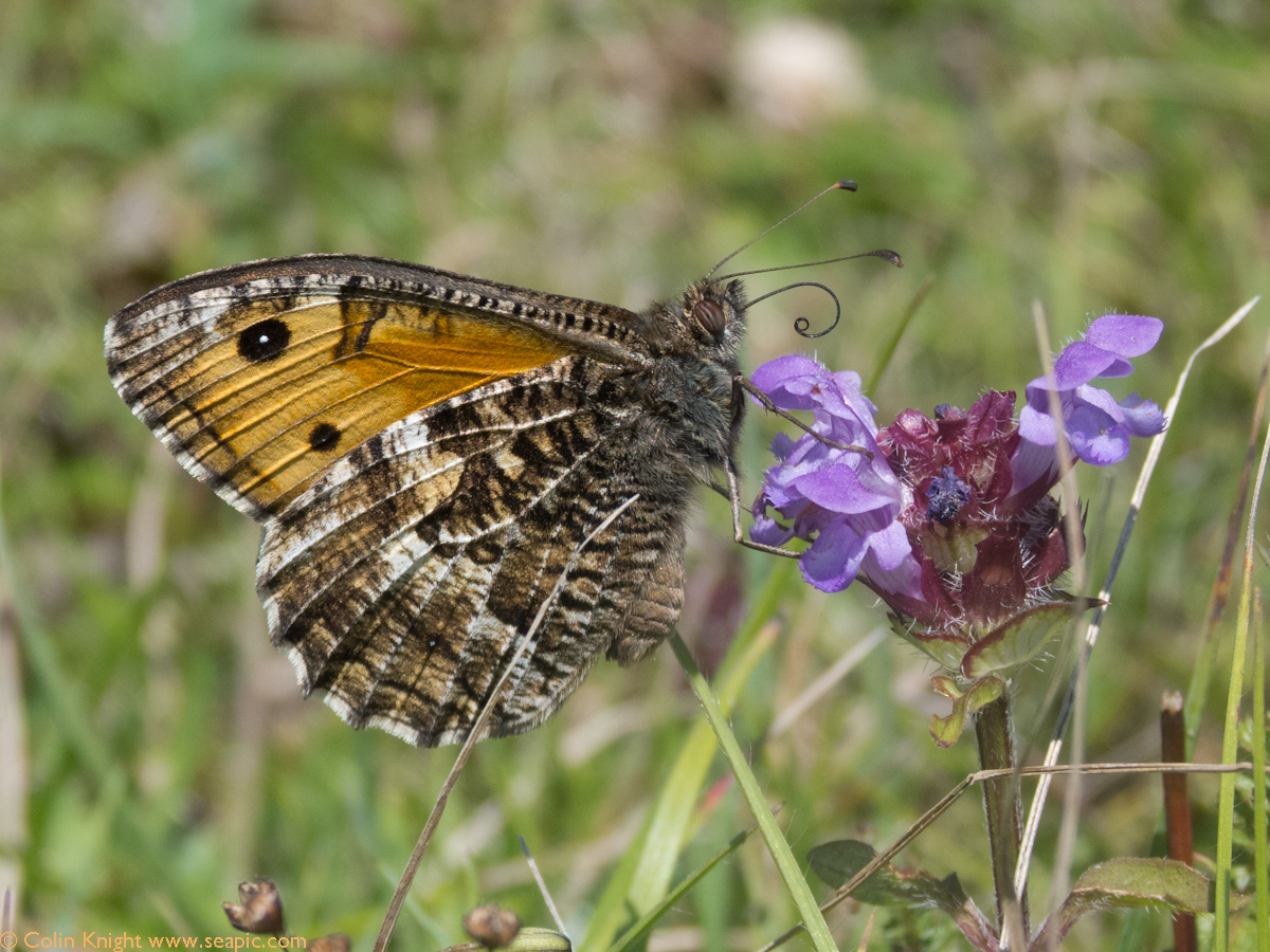 Postcards from Sussex: more Graylings