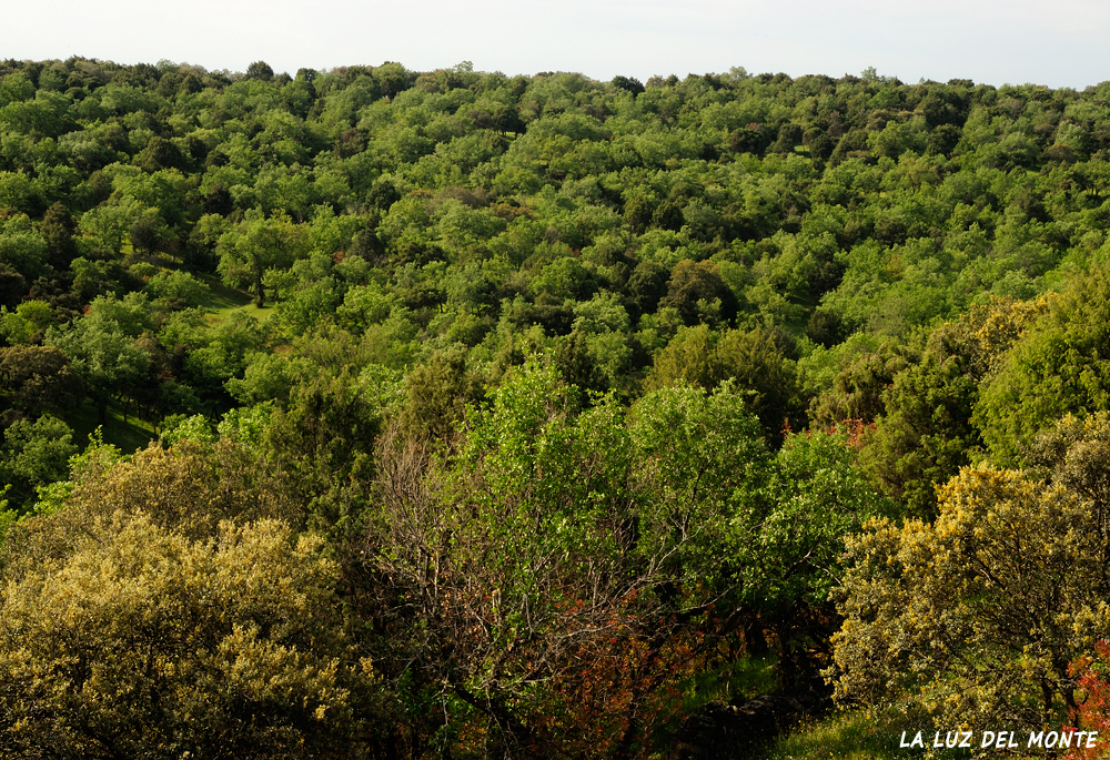 la luz del monte: LOS ÁRBOLES GRANDES DEL BOSQUE. 2 PARTE