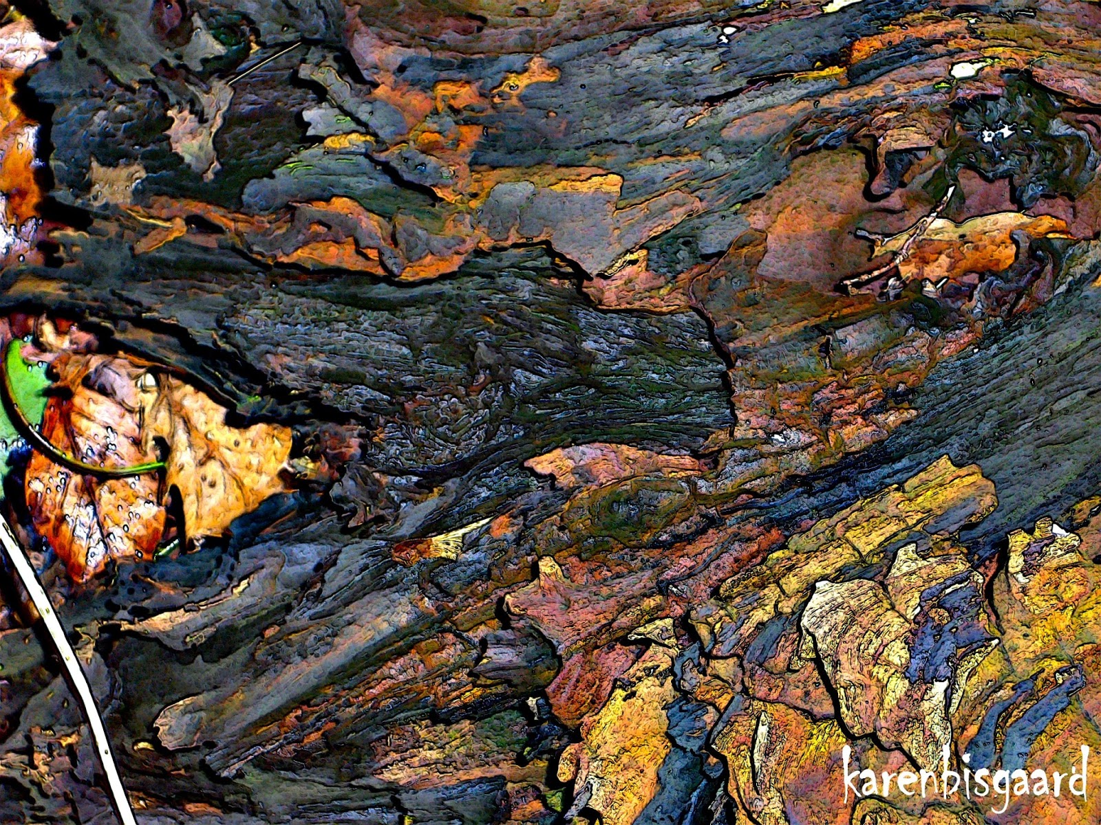 Karen`s Nature Photography: Decaying Piece of Wood.