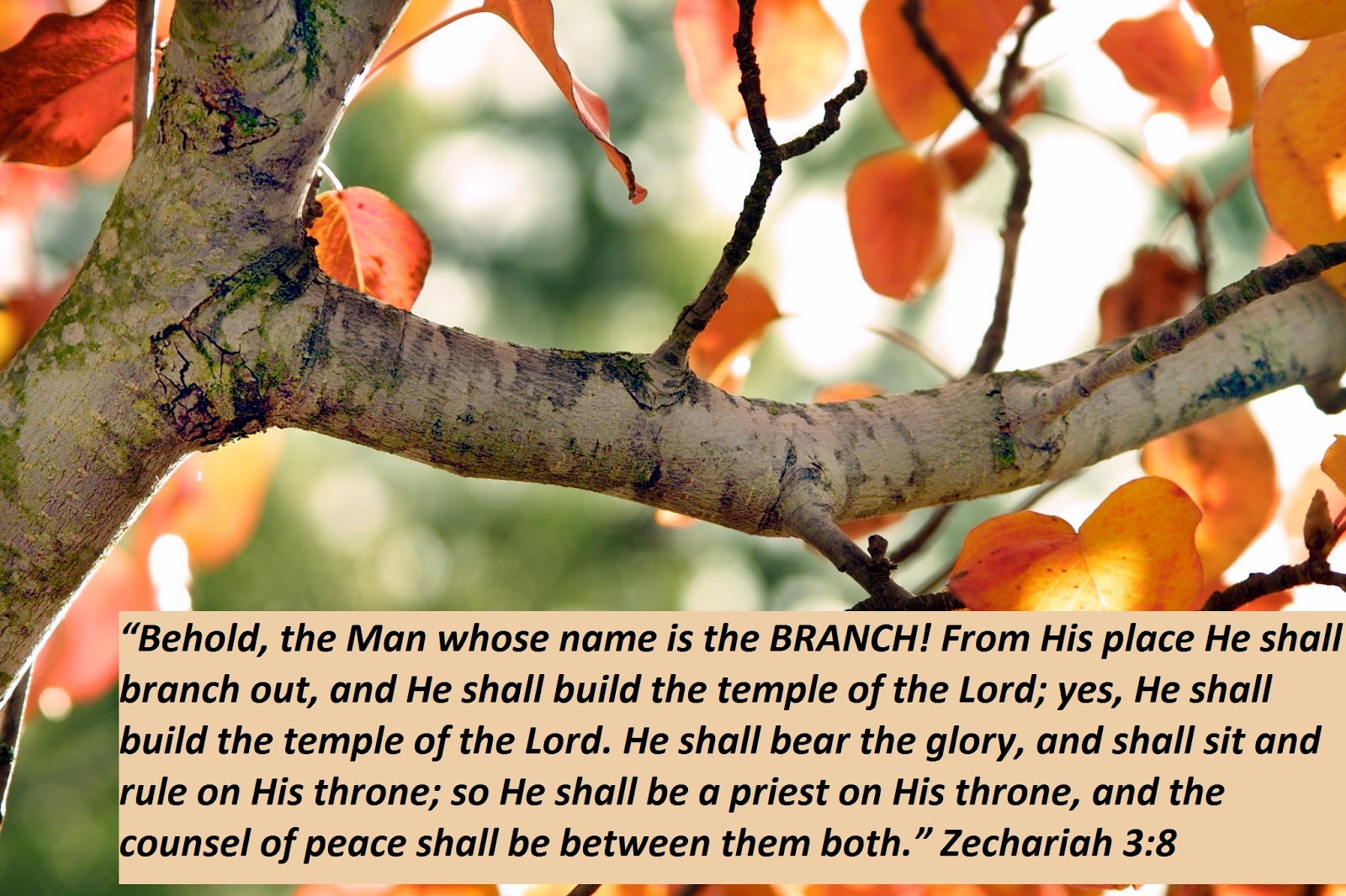 I Choose Joy Christ In Zechariah The Branch Out Of Jesse I Choose Joy Christ In Zechariah The Branch Out Of Jesse