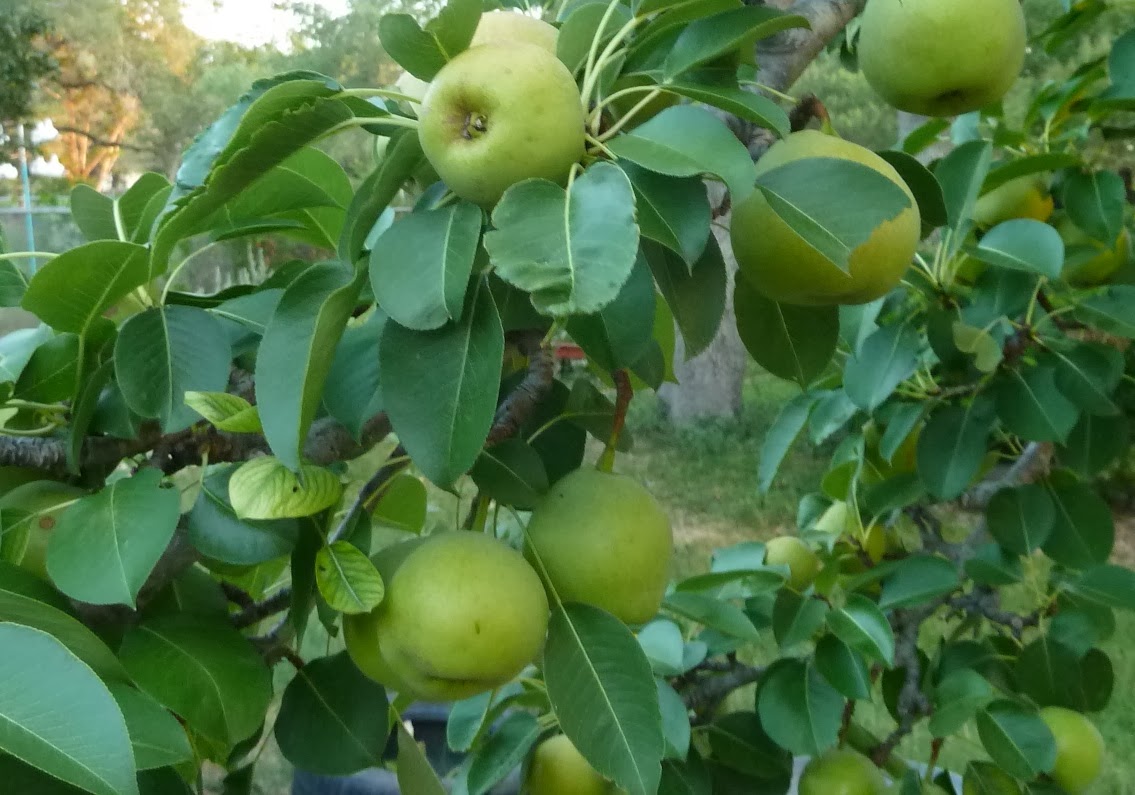 IndrayaniKaathi: Nature's Dividend on Shillong Streets