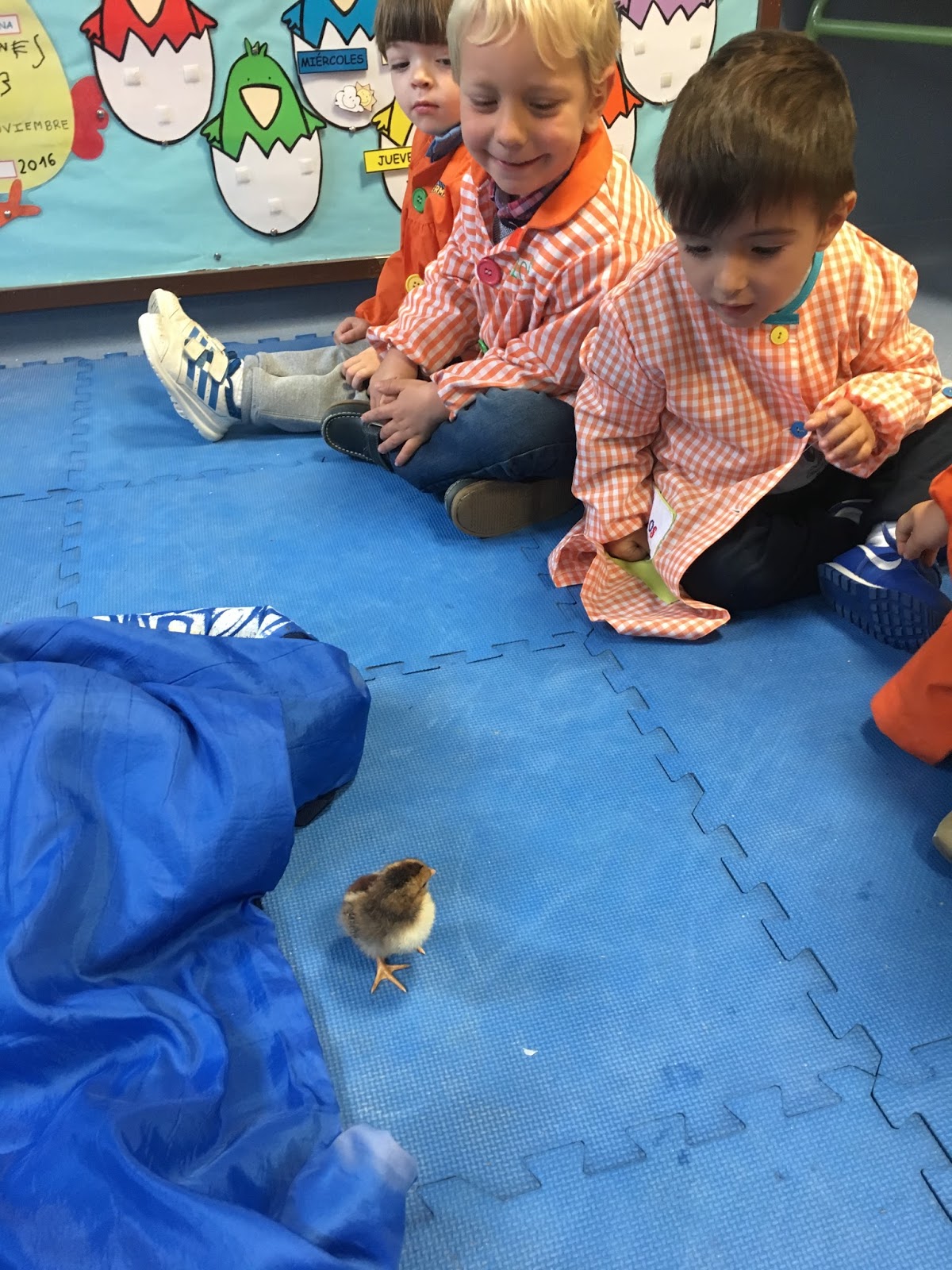 Cole de colores: ¿CÓMO SON LOS POLLITOS?