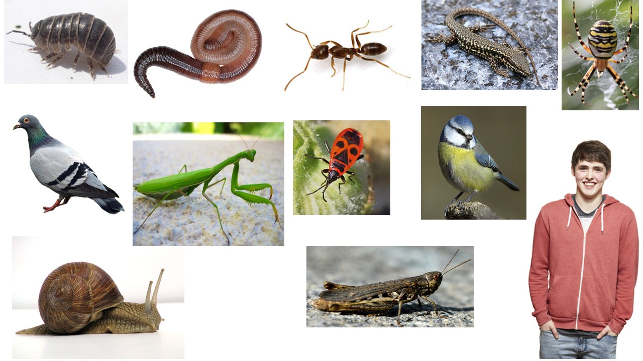 Le labo d'Anissa - SVT: Partie 2 : Diversité, parenté et unité des ...