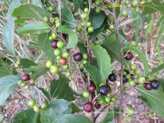 උගුරැස්ස [Uguressa] (Flacourtia indica) ~ අපේ ඔසුපැළ Medicinal Plants ...