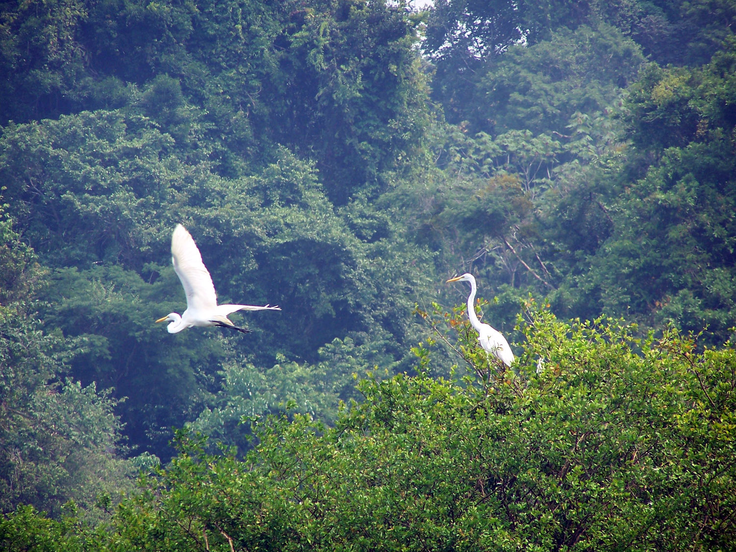 TIPISHCA: FEBRERO EN LA REGIÓN OMAGUA