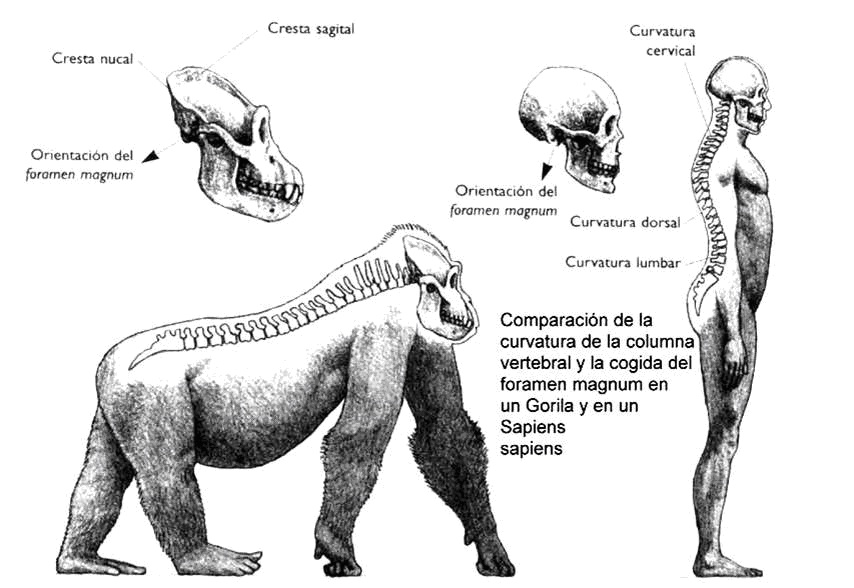 Paleontología Humana. Práctica 6. Características craneales