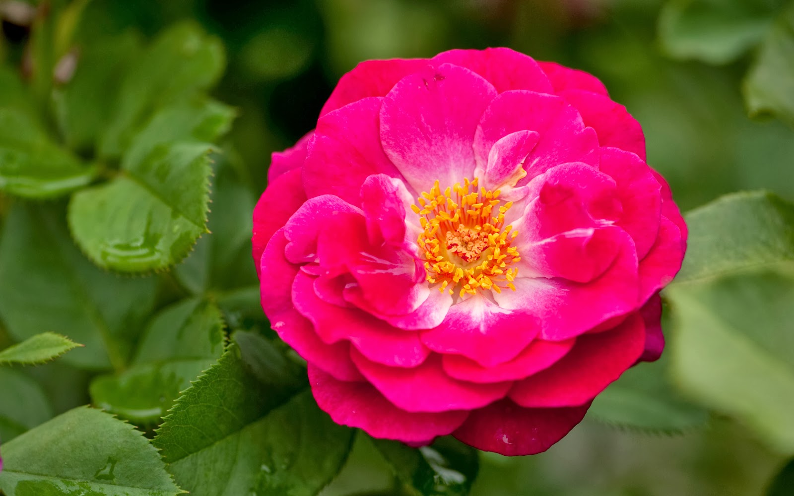 Rosas lindas HD - Imagui