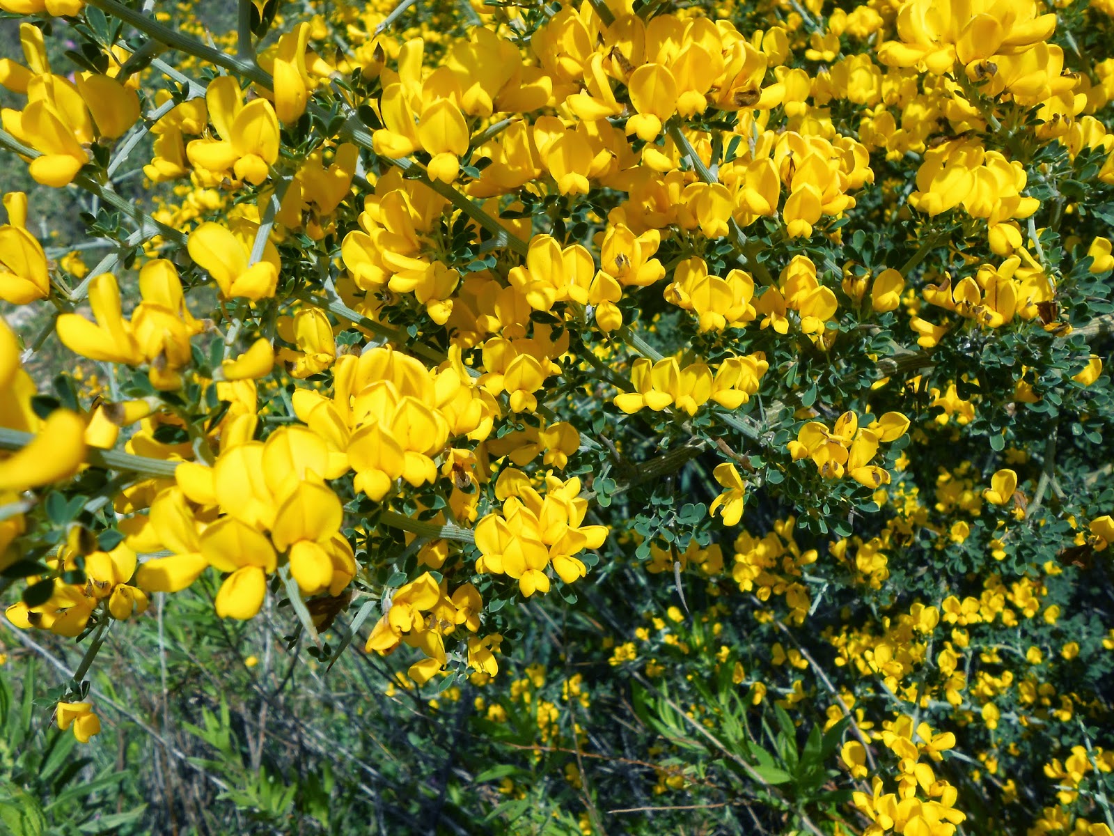 Flora Sierra Blanca (Marbella, Ojén, Istán): Cytisus scoparius ("Retama ...