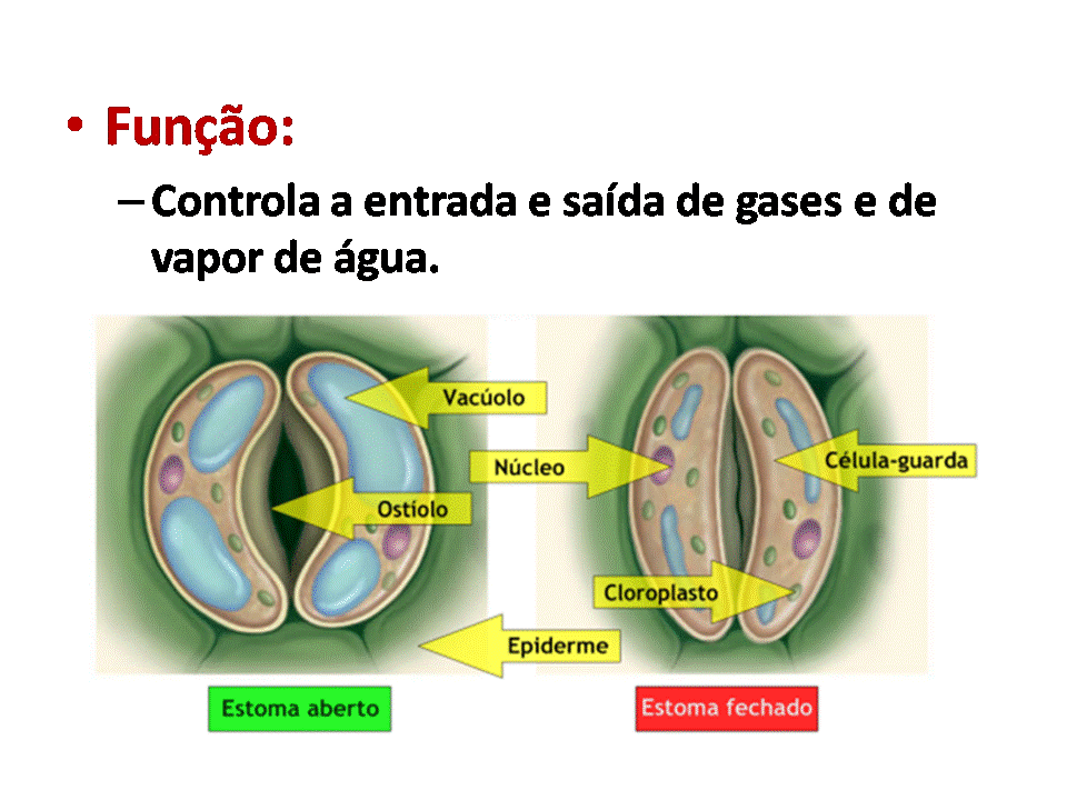 Biologia: Estômato