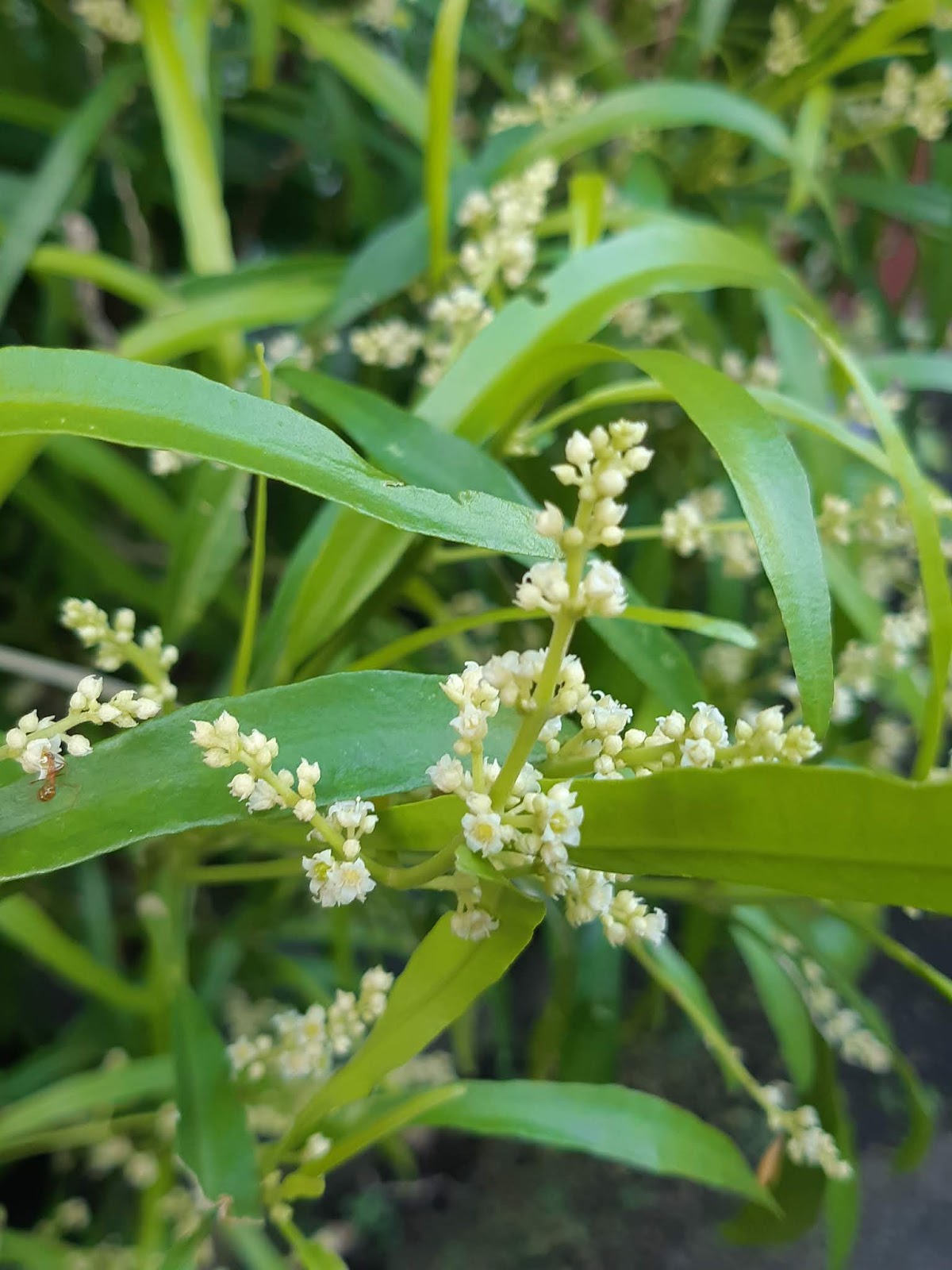 Download 85+ Gambar Tumbuhan Zodia HD Terbaik - Share Files