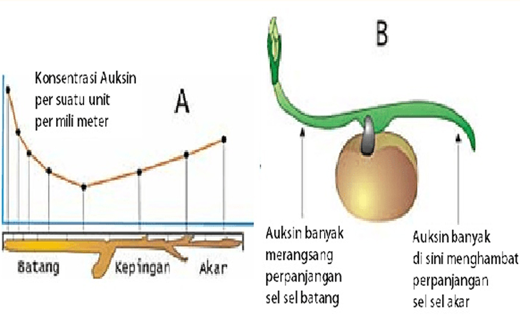 Berbagai ragam Manfaat Auksin – Hormon pada Tumbuhan sebagai Zat ...