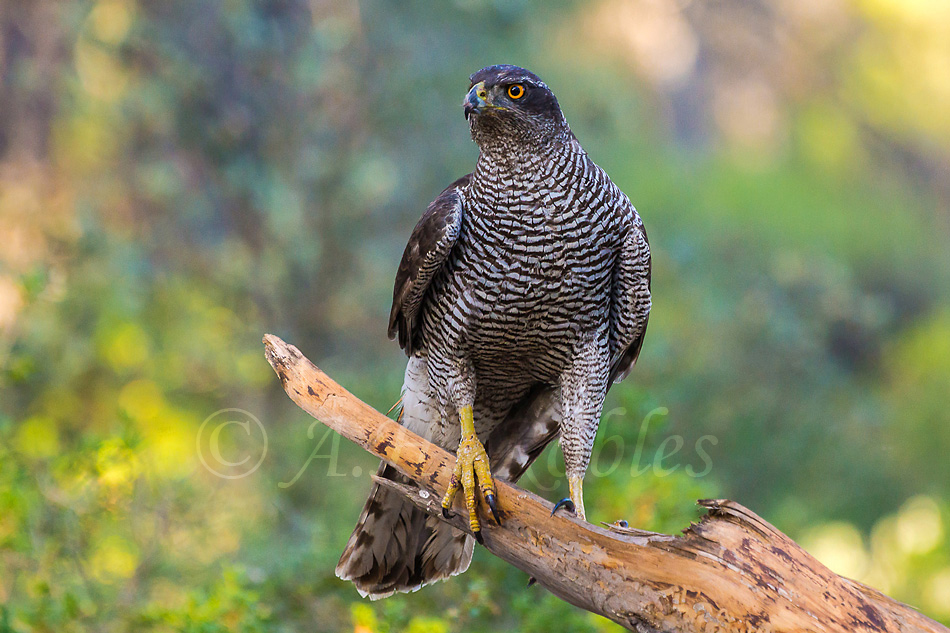 Fotografia de Vida Salvaje - Wildlife Photography: EL AZOR