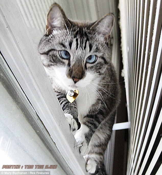 WOW! - Kucing Dengan Mata Juling Jadi Hit di Dunia Maya (8 GAMBAR ...