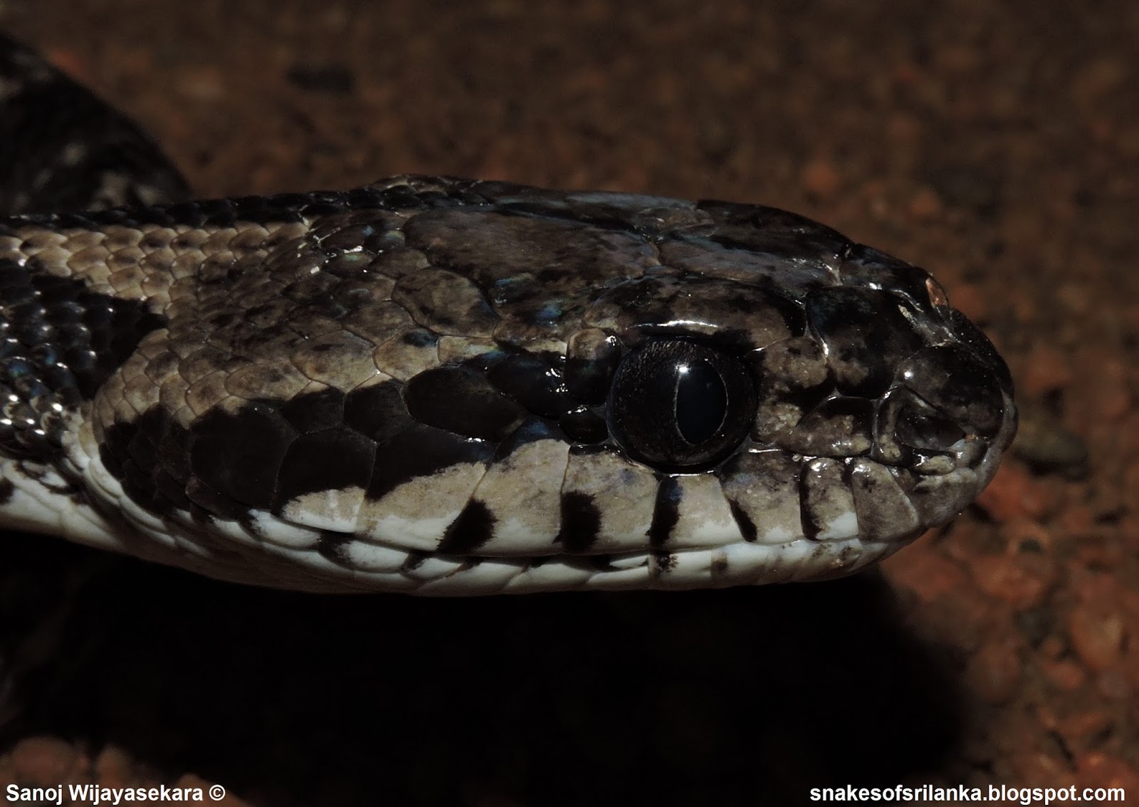 Forsten's Cat Snake/නාග මාපිලා/ලේ මාපිලා (Boiga forsteni-Schneider, 1799)