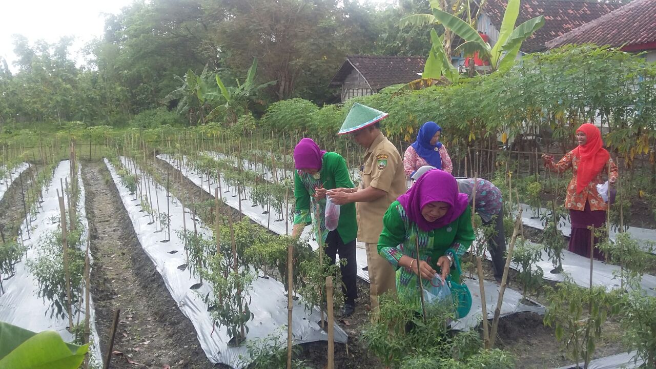 LOMBA PEMANFAATAN LAHAN PEKARANGAN (HATINYA PKK) ~ TP PKK KAB. BLORA