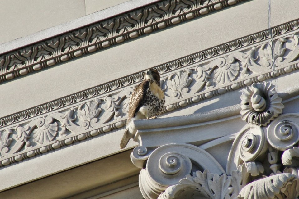 Hawkwatch at the Franklin Institute: Eyasses doing beautifully two ...