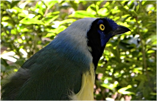FOTO NATURA HUESCA 2: CÓRVIDO corvidae Nicolás Aylward Vigors, 1825