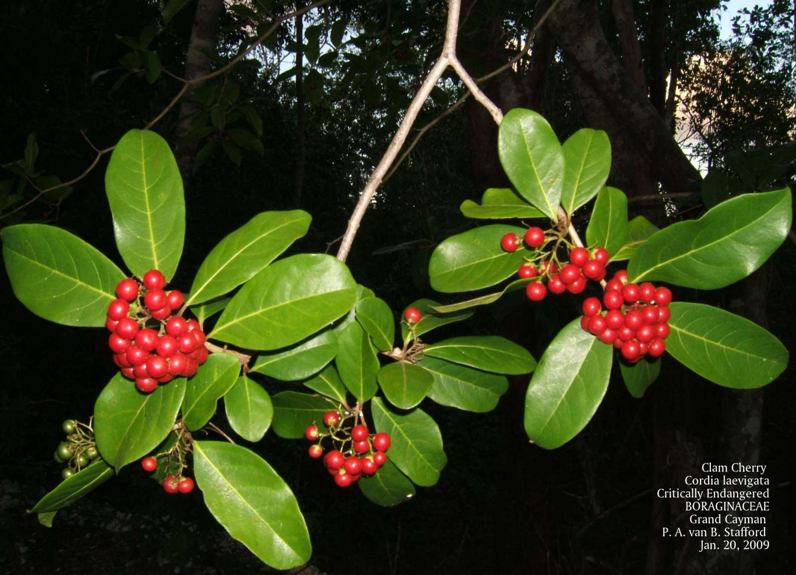 CaymANNature: Clam Cherry - Cordia laevigata
