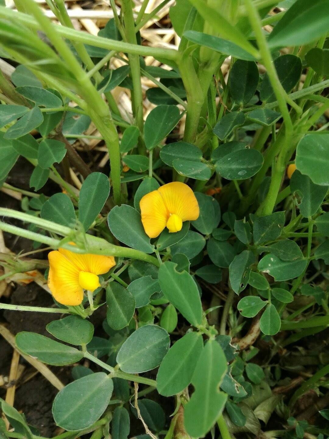 cele patru anotimpuri: Alune de pământ