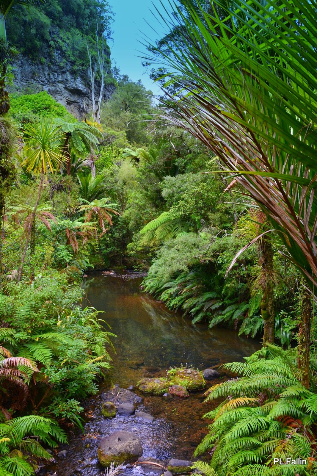 PL Fallin Photography: Auckland City Walk, Cascade Kauri Regional Park ...