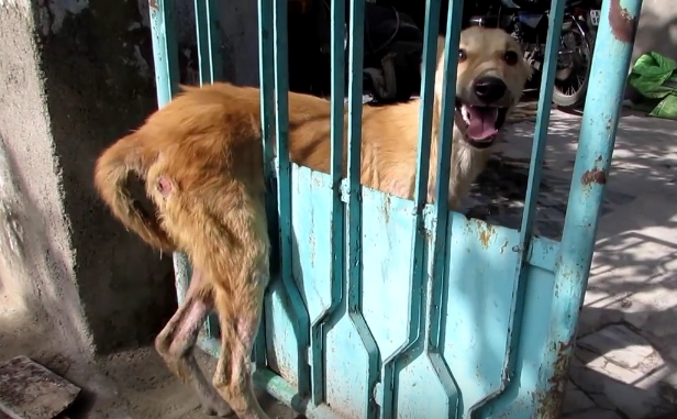 White Wolf : Street Dog Trapped in a Gate Has the Sweetest Reaction to ...