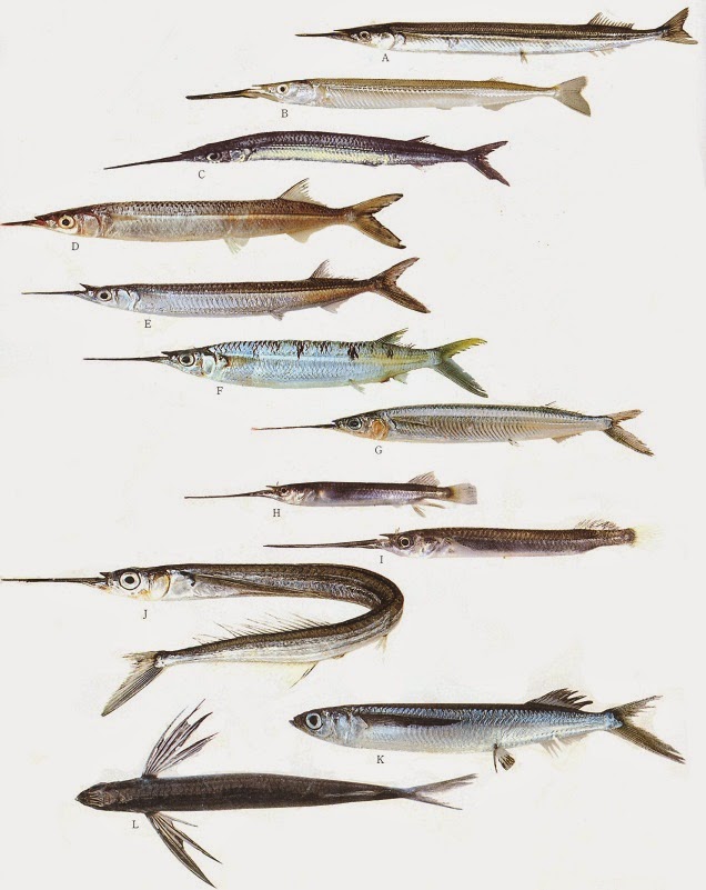 Cinta Laut Indonesia: Ikan Cendro