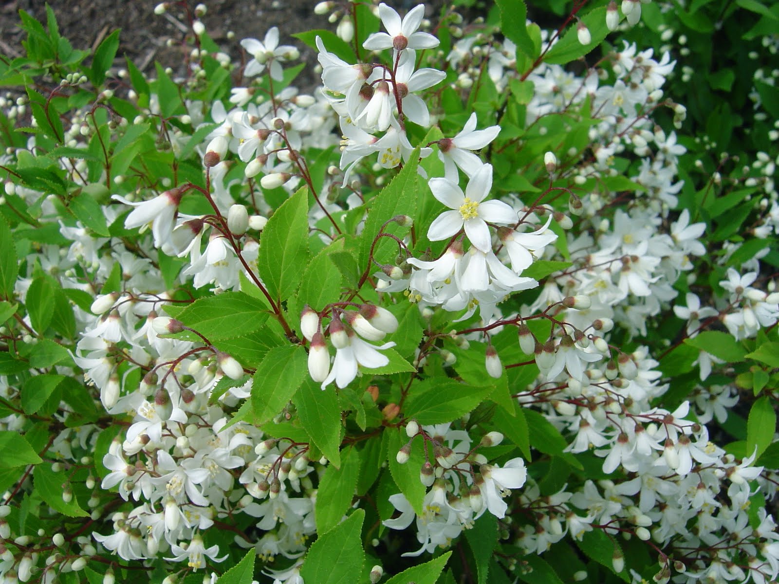 Plant Inventory: Deutzia gracilis / Slender Deutzia