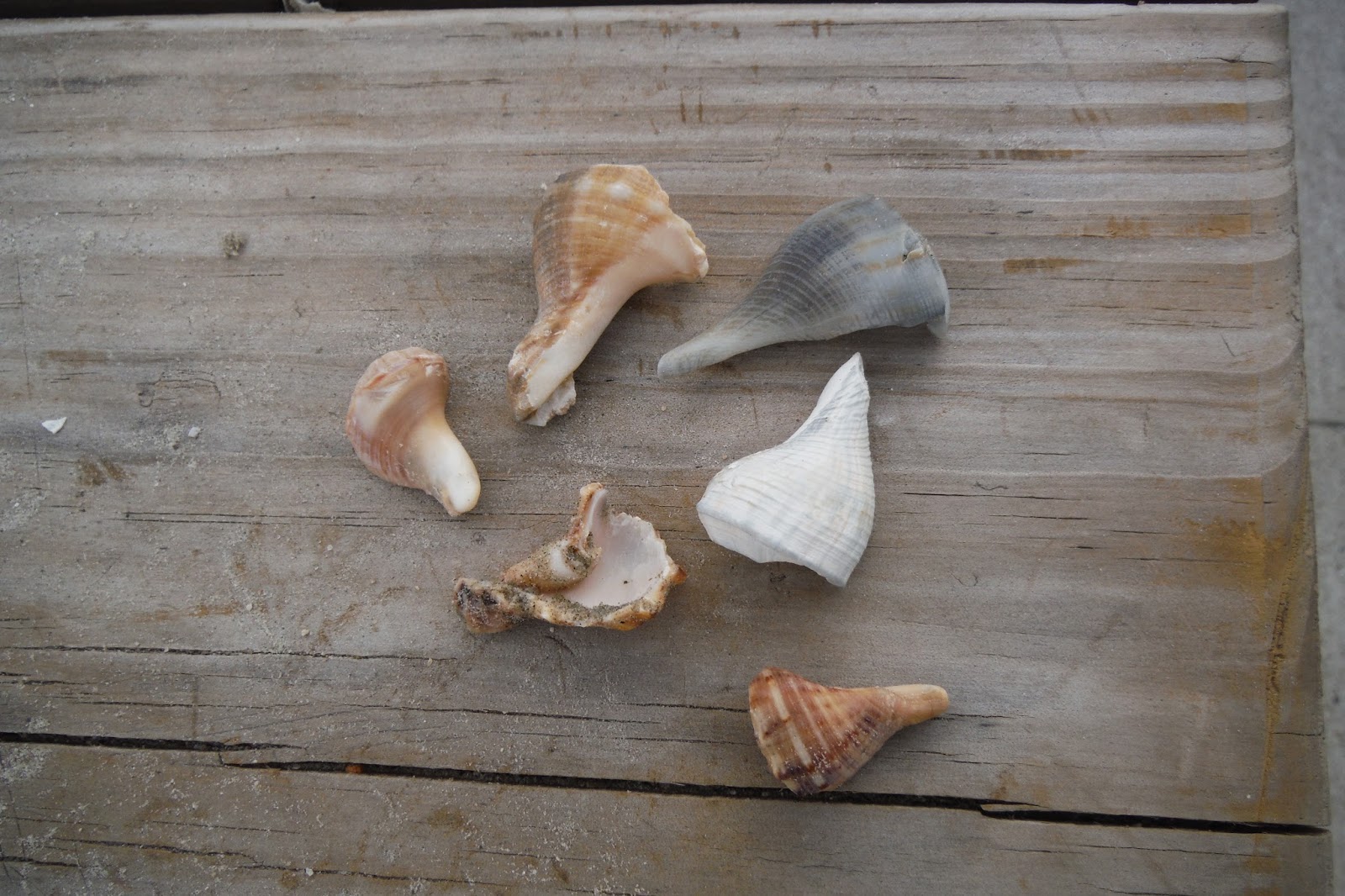 Observations From On The Road: Sea Shells