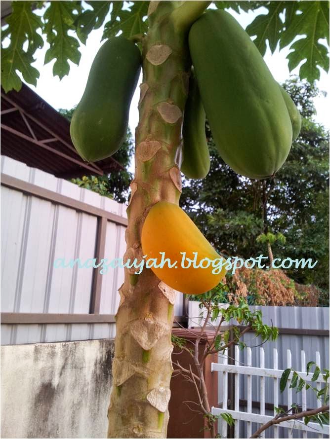 diari kebun~@na: Alahai BetiK SeKaki ku…