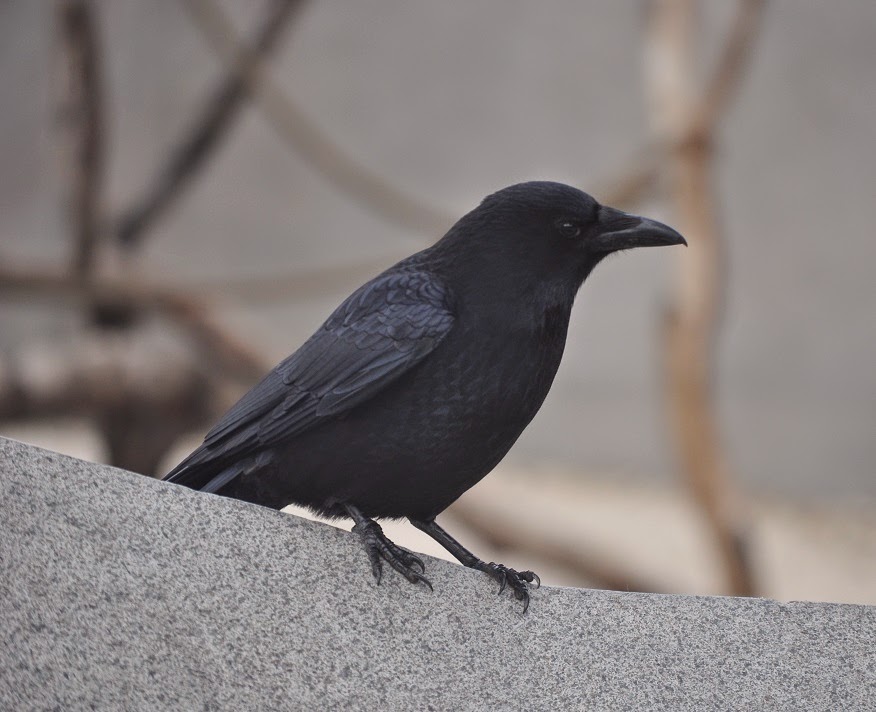 ZOOTOGRAFIANDO (6.096 ANIMALS): CORNEJA NEGRA / CARRION CROW (Corvus ...
