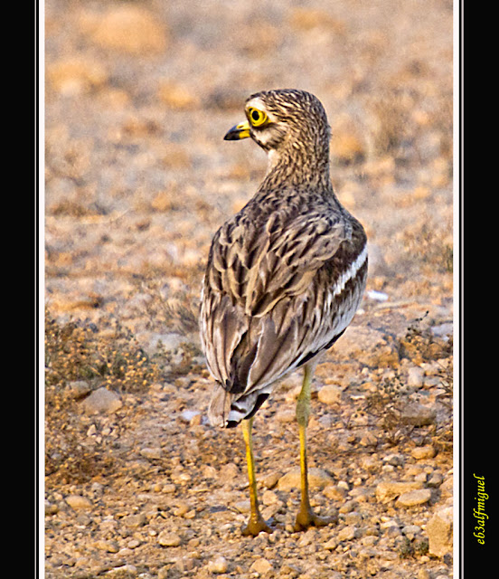 Miguel fotografia: Alcaraván común (Burhinus oedicnemus)