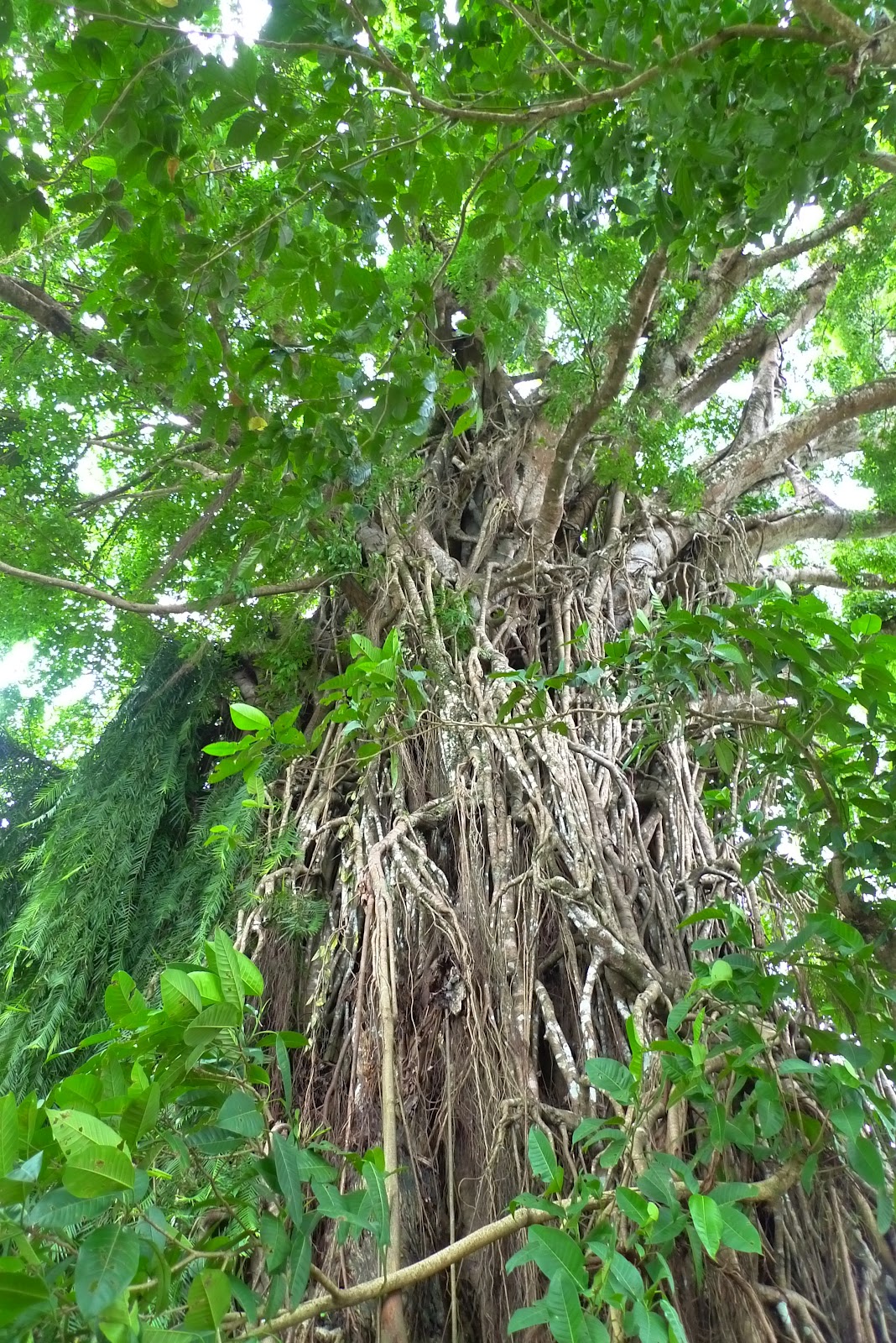 Unsubcultured: Baler sub cult tourist spot #1 - the biggest [daw ...