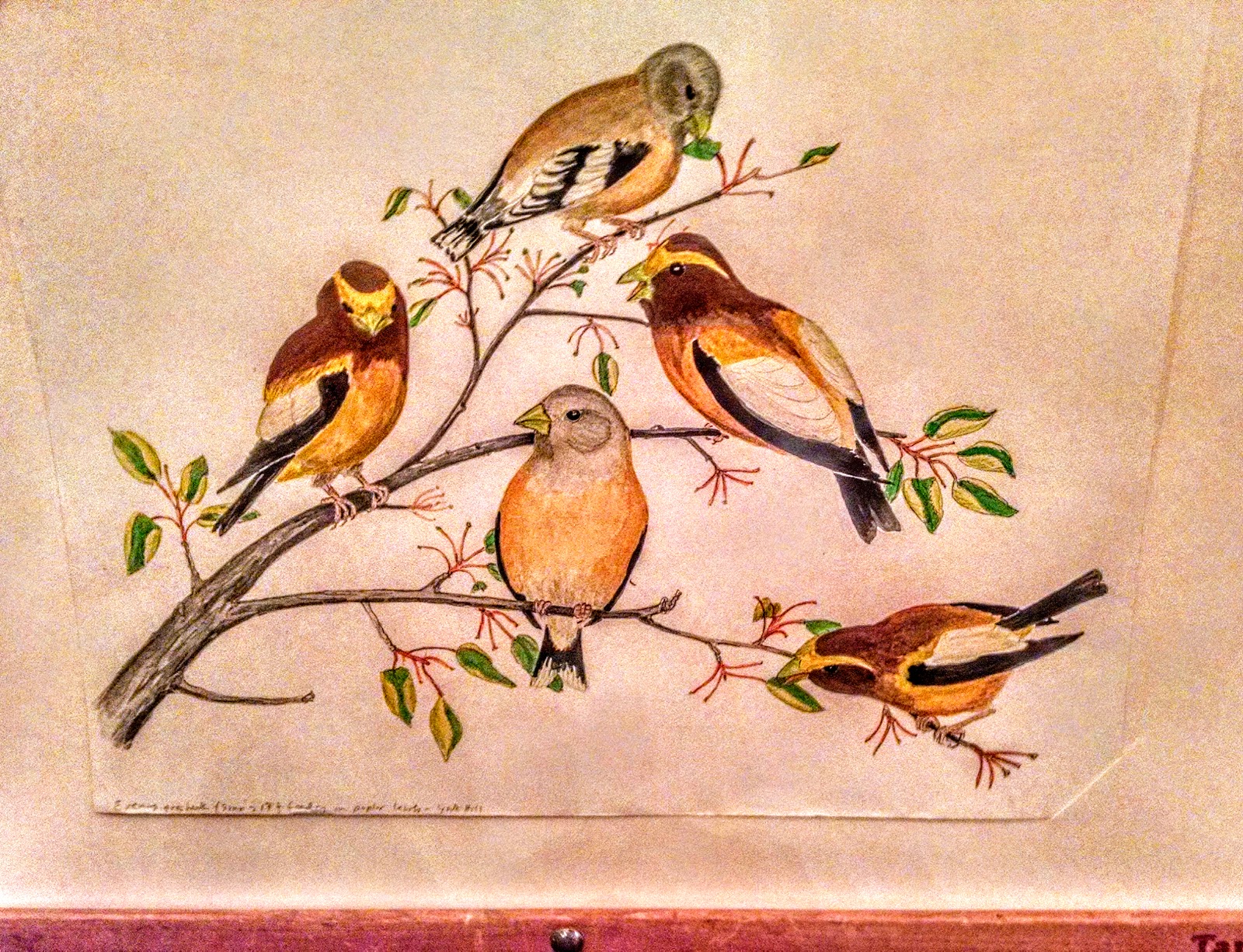 Garden and life stuff from Maine: Bernd Heinrich