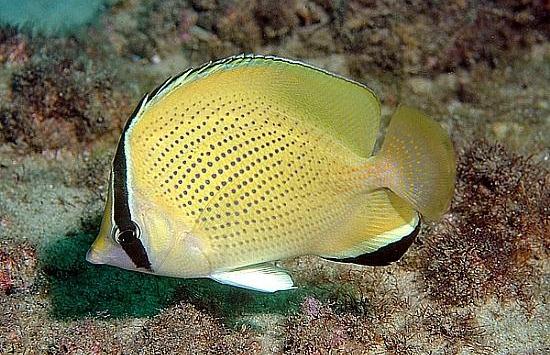 D' Ocean Aquarium: Ikan Kepe kepe (Butterfly Fish)