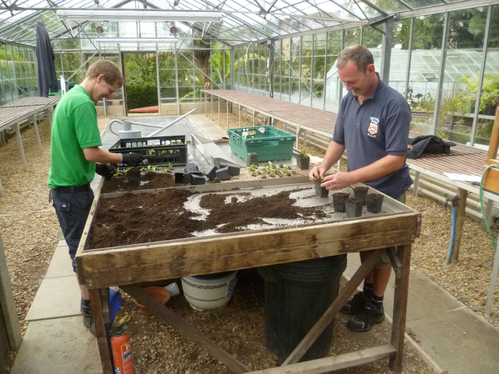 Worcester College Gardeners 2009-2018: Potting On Wallflower Plug Plants