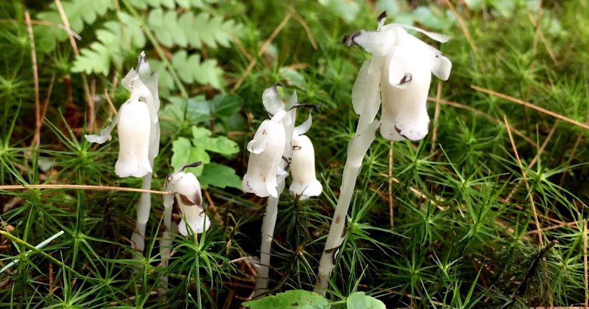 Red House Garden: Ghost Pipe Plant