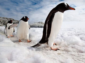 Penguins to protect system from freezing