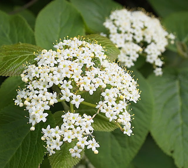 Milton Country Park Through the Year: Laburnum